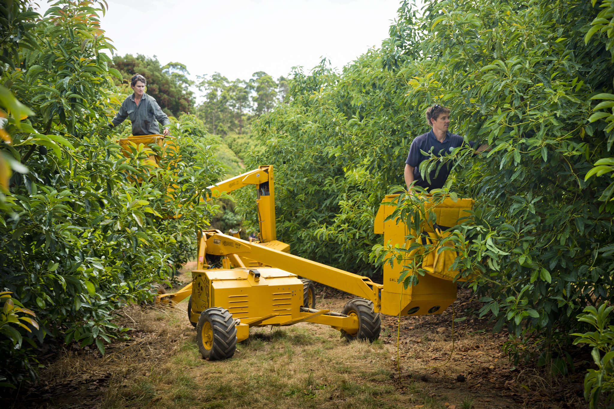 Board - South West Development Commission